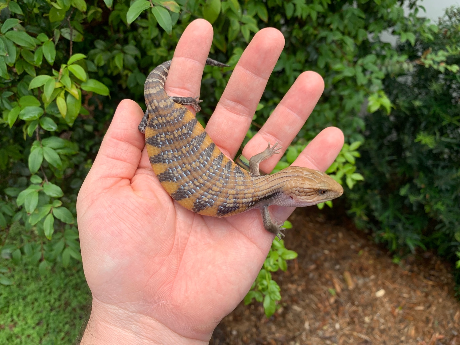 Orange Northern Northern Blue-Tongued Skink by Ron Couto Reptiles ...