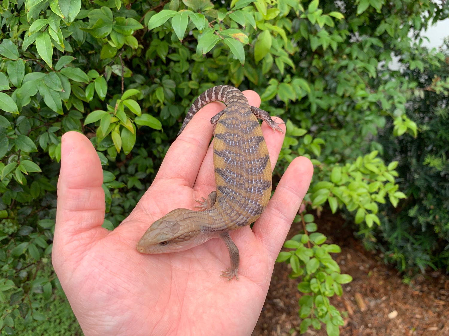 Orange Northern Northern Blue-Tongued Skink by Ron Couto Reptiles ...