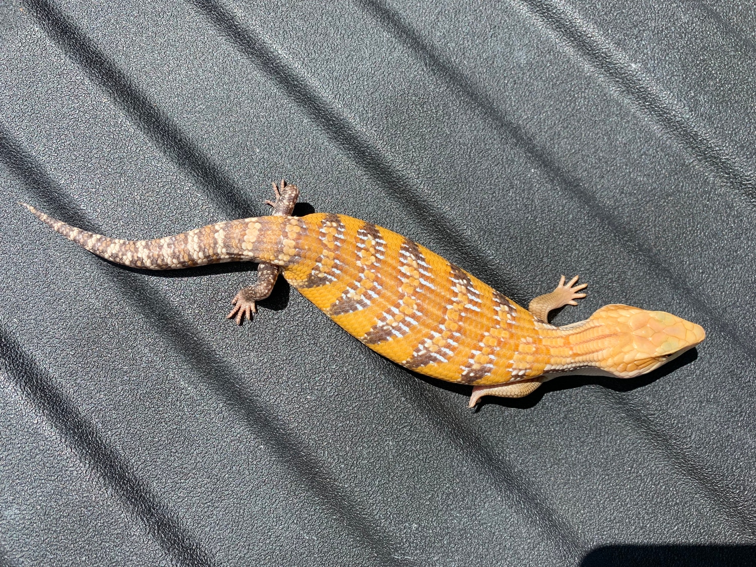 2022 Orange Northern Northern Blue-Tongued Skink by Ron Couto Reptiles ...