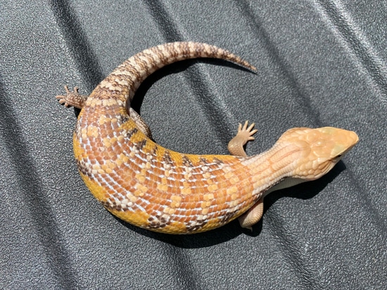 Orange Northern Northern Blue-Tongued Skink by Ron Couto Reptiles