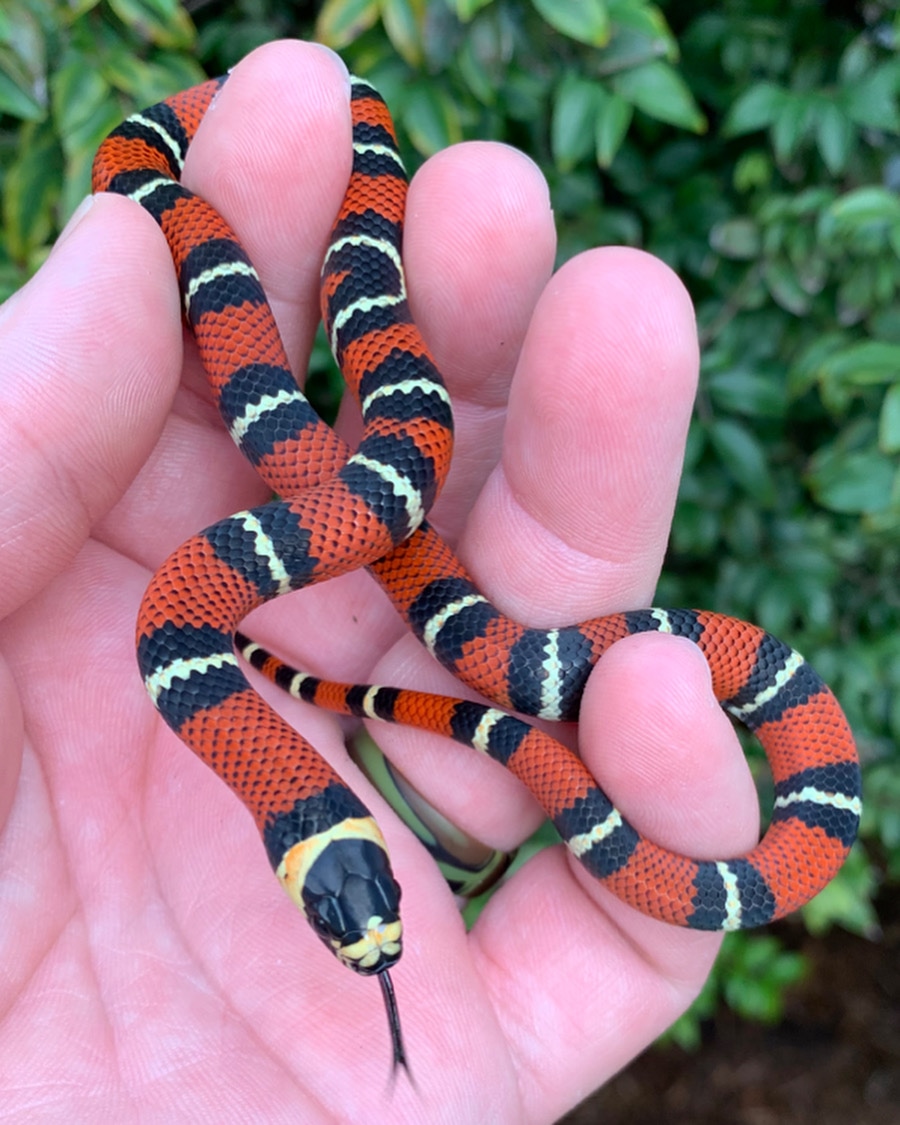 Black Milk Snake by Ron Couto Reptiles - MorphMarket