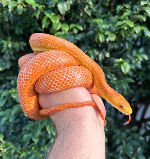 Hypo Everglades Rat Snakes 2024 Babies Eastern Rat Snake by Ron Couto ...