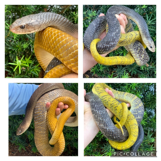 Yellowtail Cribo Cribo & Indigo Snakes by Ron Couto Reptiles