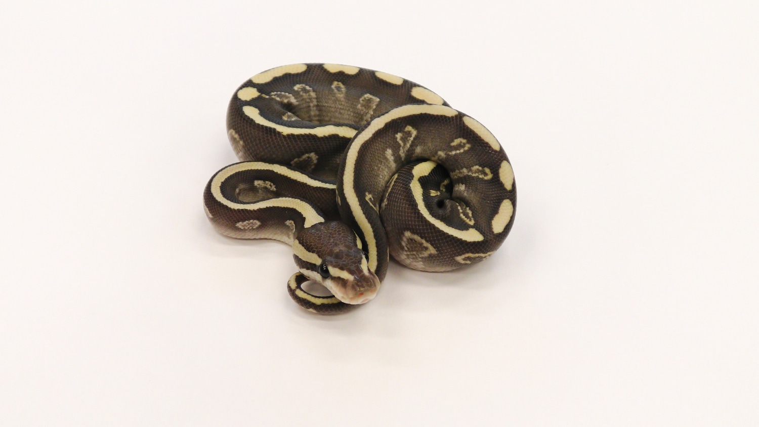 GHI Mojave Fire Het Desert Ghost 50% Pos Het Cryptic Ball Python by ...