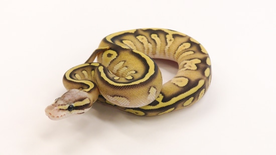Mojave Pastel Fire Het Desert Ghost 50% Pos Het Cryptic Ball Python by ...