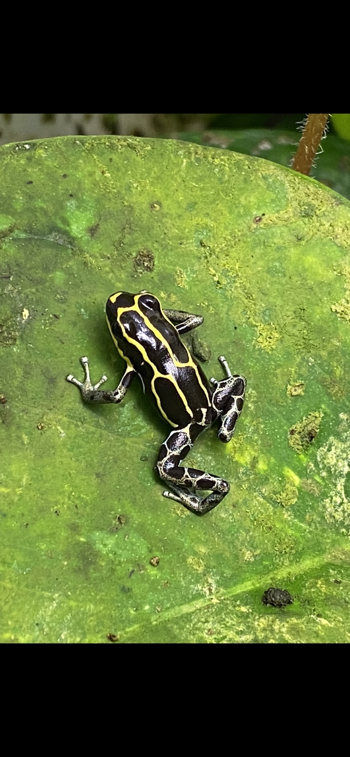 Ranitomeya - Variabilis ‘French Guiana Yellow’ Other Dart Frog by S.F ...