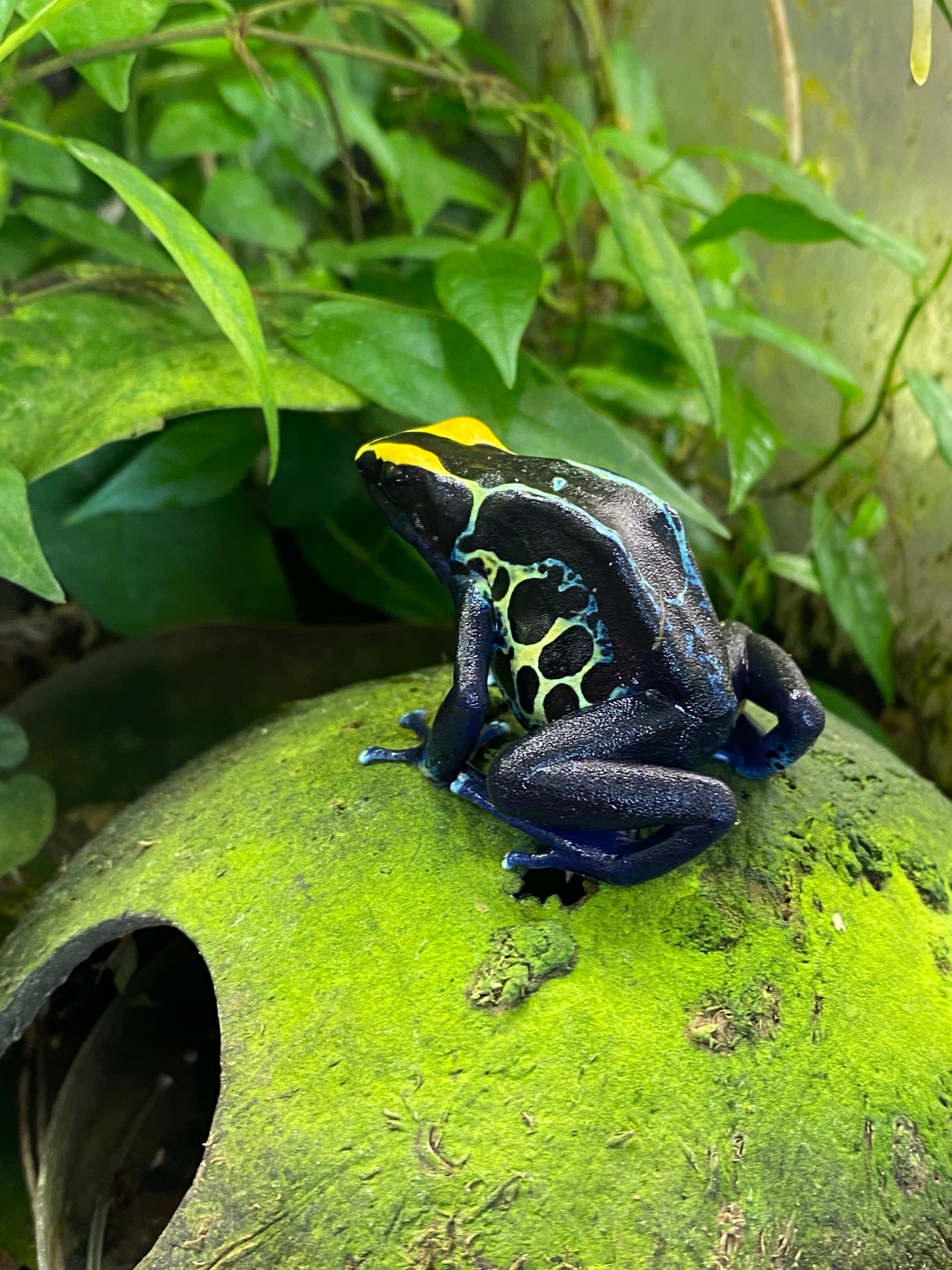 Dendrobates Tinctorious, Robertus Dyeing Dart Frog by S.F. Dart Frogs ...
