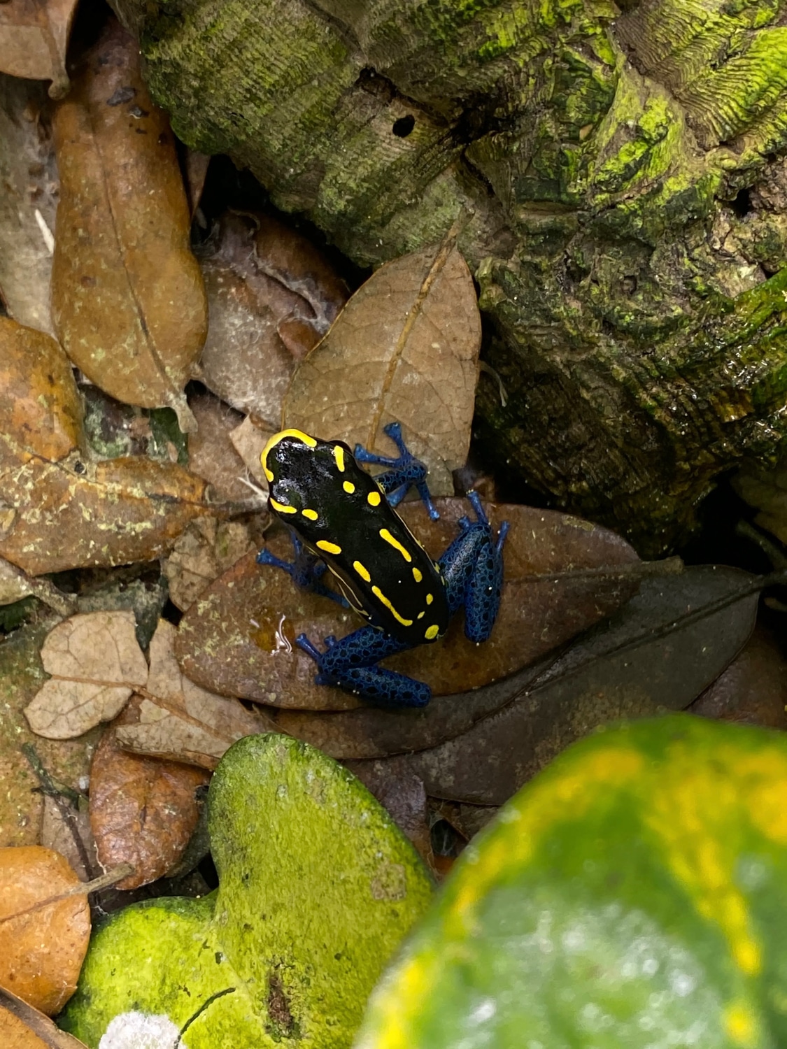 Dendrobates Tinctorius - Bakhuis Other Dart Frog by S.F. Dart Frogs ...