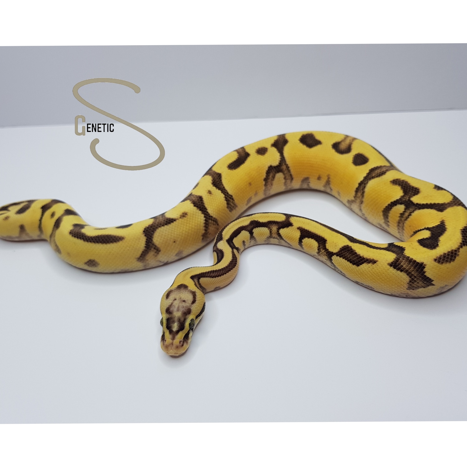 100% DH Hypo Clown, Enchi Yb Fire/disco Pastel. Ball Python by GeneticS ...