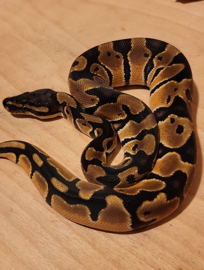 Orange Dream Ball Python by Pure Gold Pythons