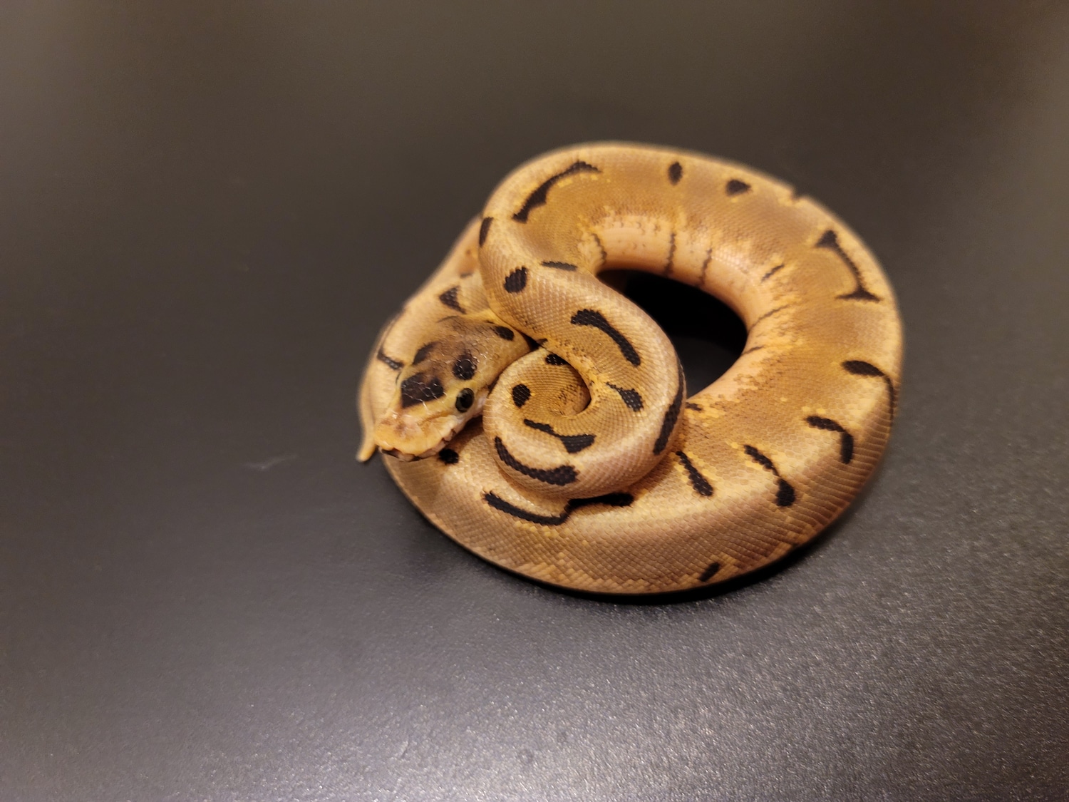 Enchi Spider 100% Het Clown 50% Het Albino Ball Python by Pure Gold ...