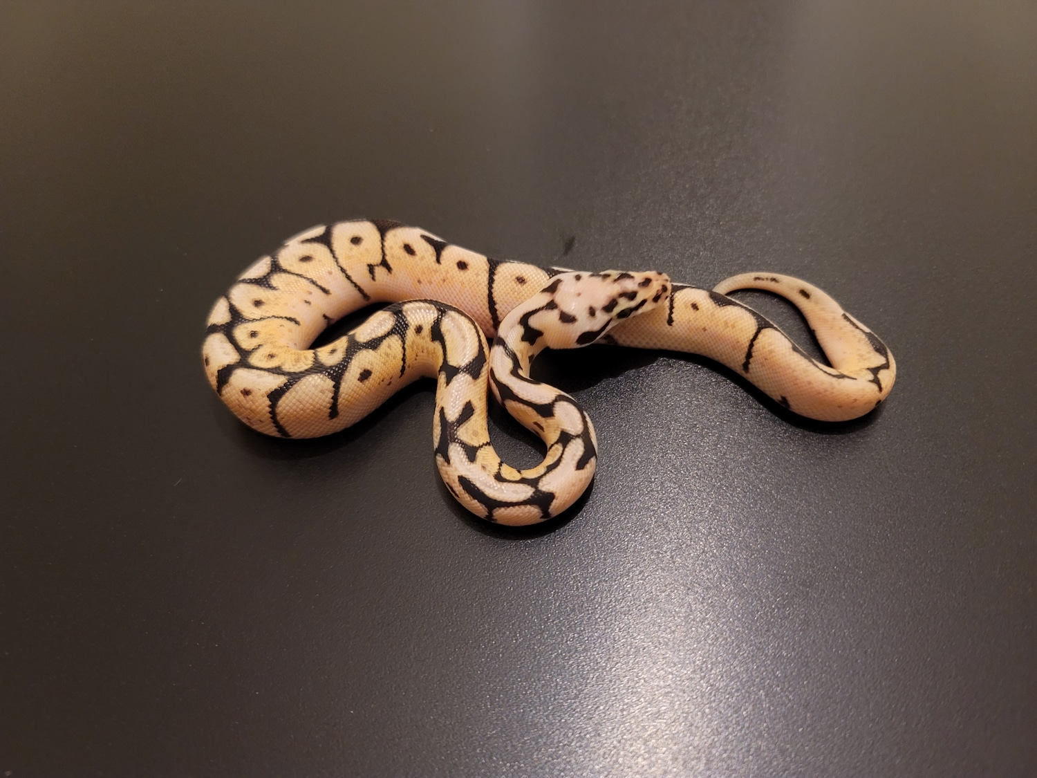Pastel Spider 100% Het Clown 50% Het Albino Ball Python by Pure Gold ...