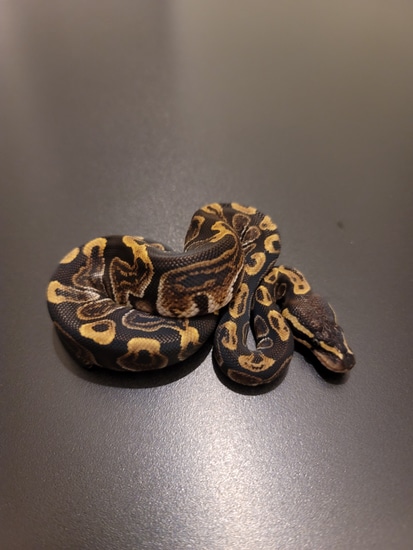 GHI 50% Het Albino Ball Python by Pure Gold Pythons