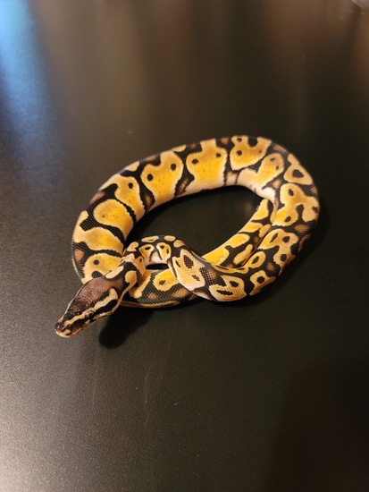 Orange Dream Pastel Ball Python by Pure Gold Pythons