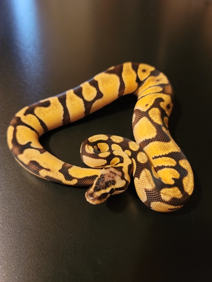 Enchi Pastel 100% Het Clown 50% Het Albino Ball Python by Pure Gold Pythons