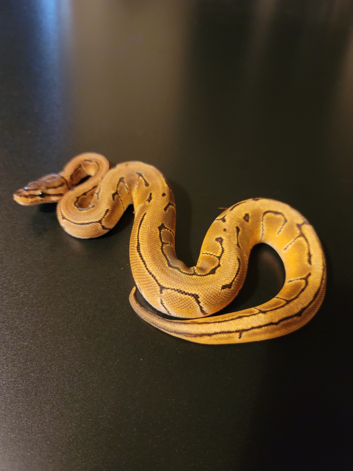 Orange Dream Pinstripe Ball Python by Pure Gold Pythons - MorphMarket