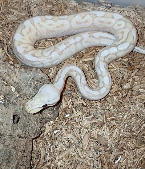 Super Banana Spider Mojave Ball Python by Royalball reptiles