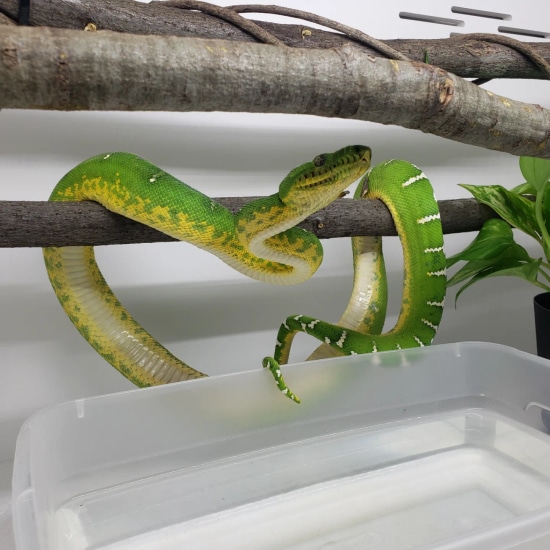 Stunner (High Yellow) Northern Emerald Tree Boa by Selected_Genetics