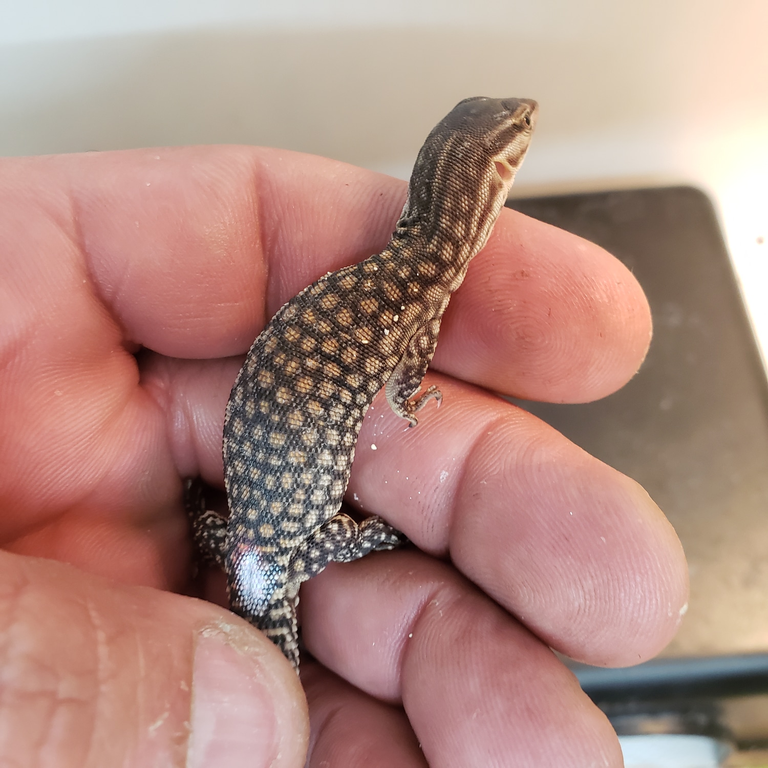 Super DEAL Red RE Ackie Baby Spiny-Tailed Monitor by Dragon_Genetics ...