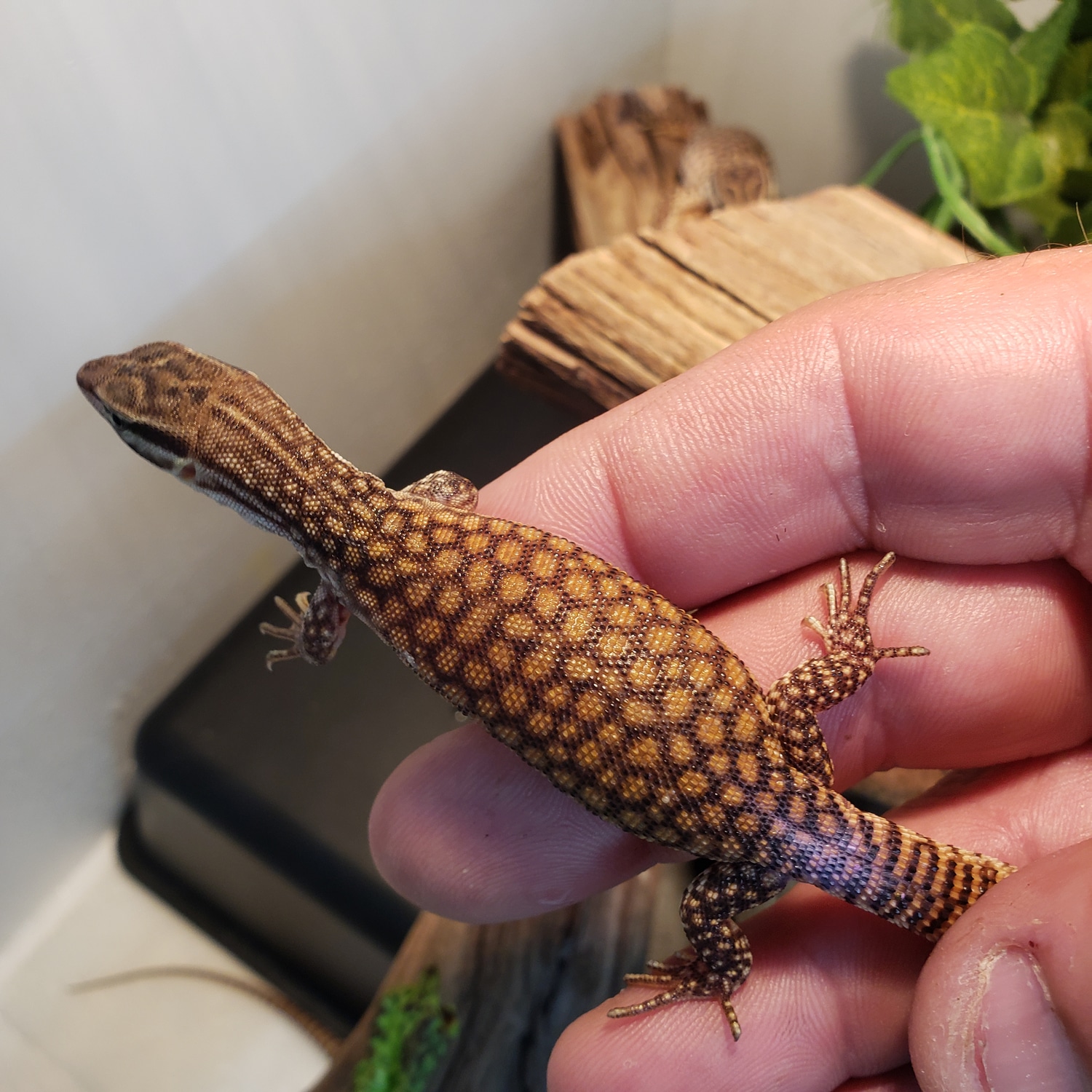 Hold Back Grade Red Ackie Baby Spiny-Tailed Monitor by Dragon_Genetics ...