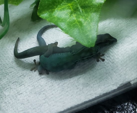 Electric Blue Gecko Breeding Pair Day Gecko by Selected_Genetics