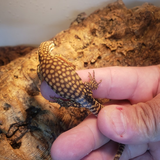 Red Baby Ackie #16 Ackie Monitor by Selected_Genetics