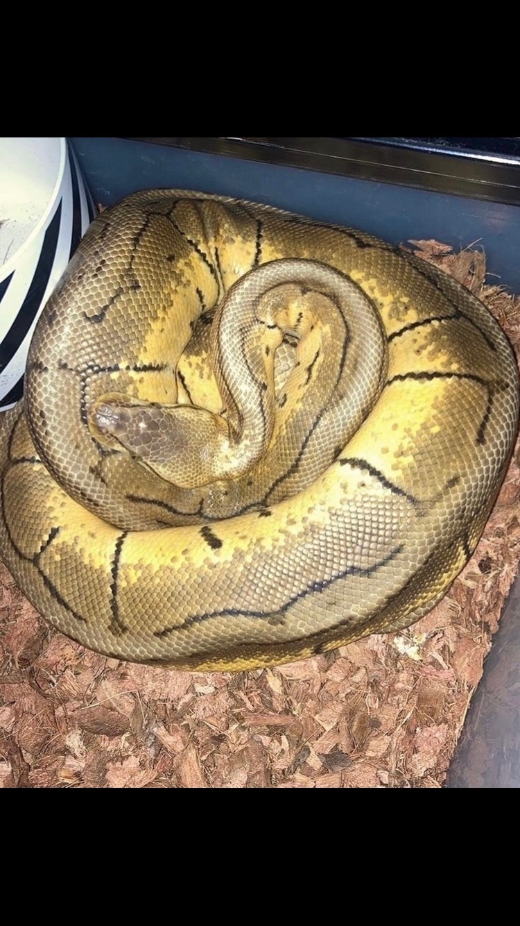 Lemon Blast Ball Python by The Python House - MorphMarket