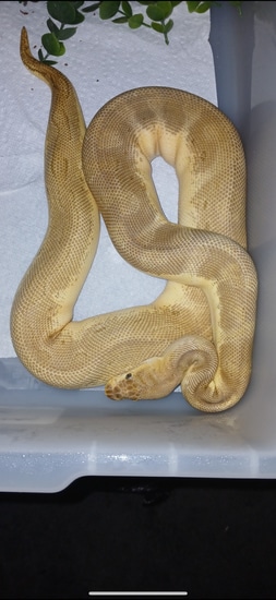 RTB Jigsaw Pastel Clown NO RESERVE Ball Python by D.M.J.Reptilezz