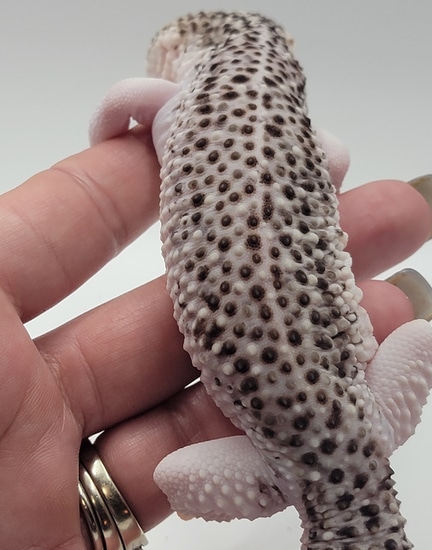 Hyper Axanthic Galaxy Leopard Gecko by After Hours C&C