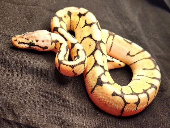 Bumblebee Ball Python by PearlyBallz