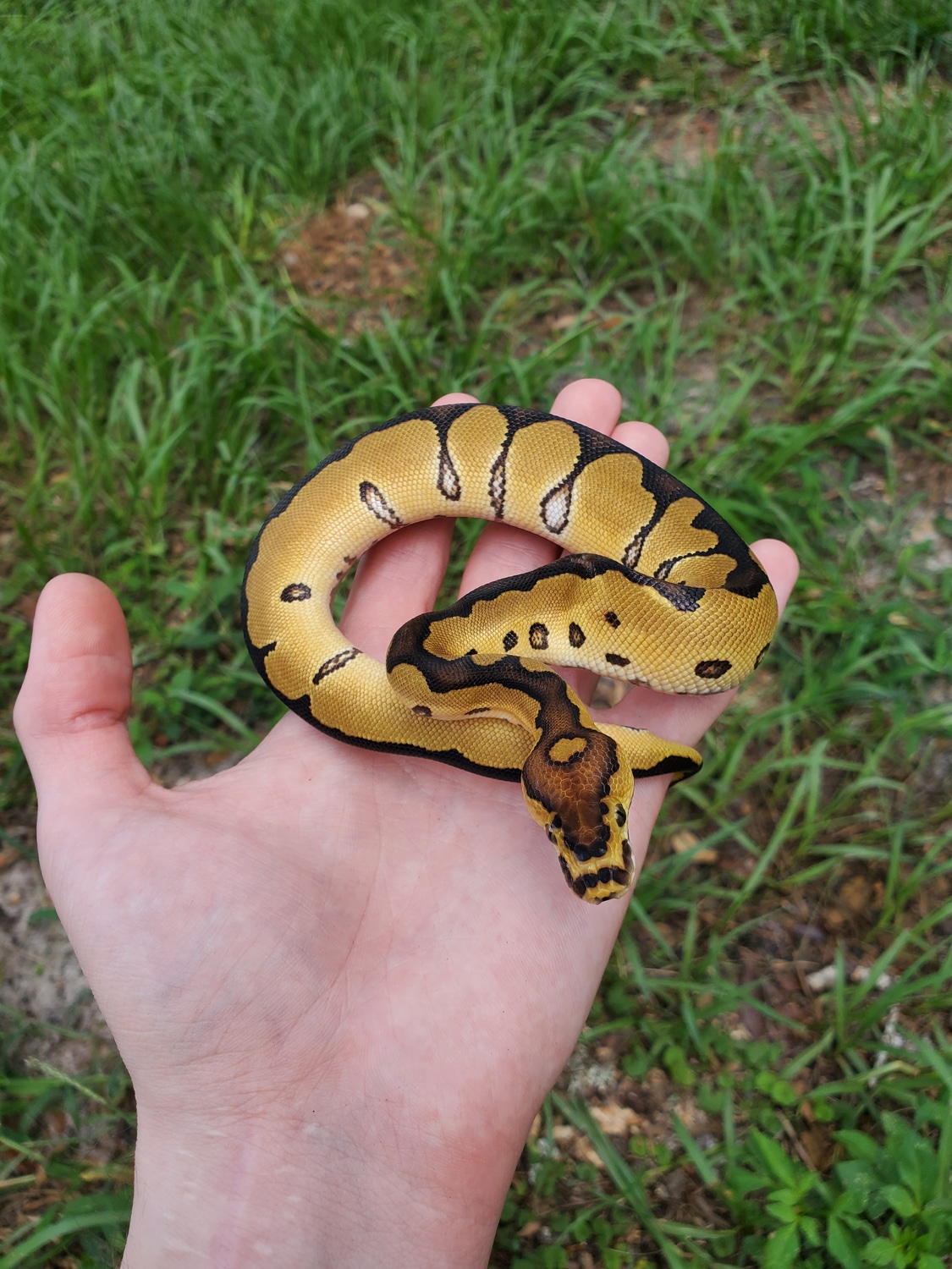 Orange Dream Blade Clown Ball Python by Seans Serpents - MorphMarket