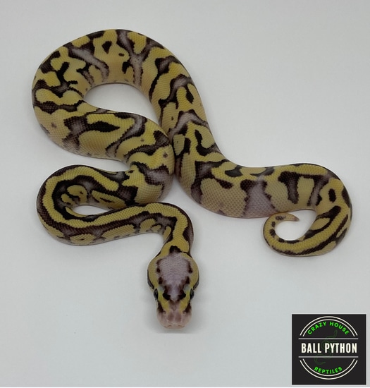 SuperFly Enchi Blade Het Clown Ball Python by Italian Made Exotics