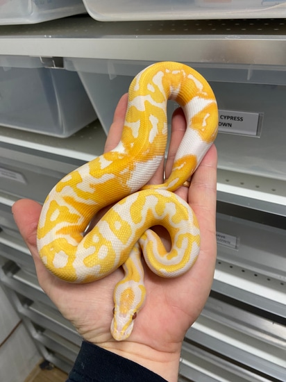 Lavander Albino Piebald (DREAMSICLE) Ball Python by Italian Made Exotics