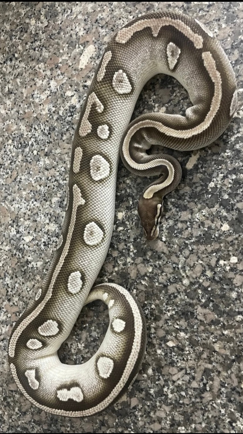 Mojave Orange Dream Ball Python by Crazy House Reptiles - MorphMarket