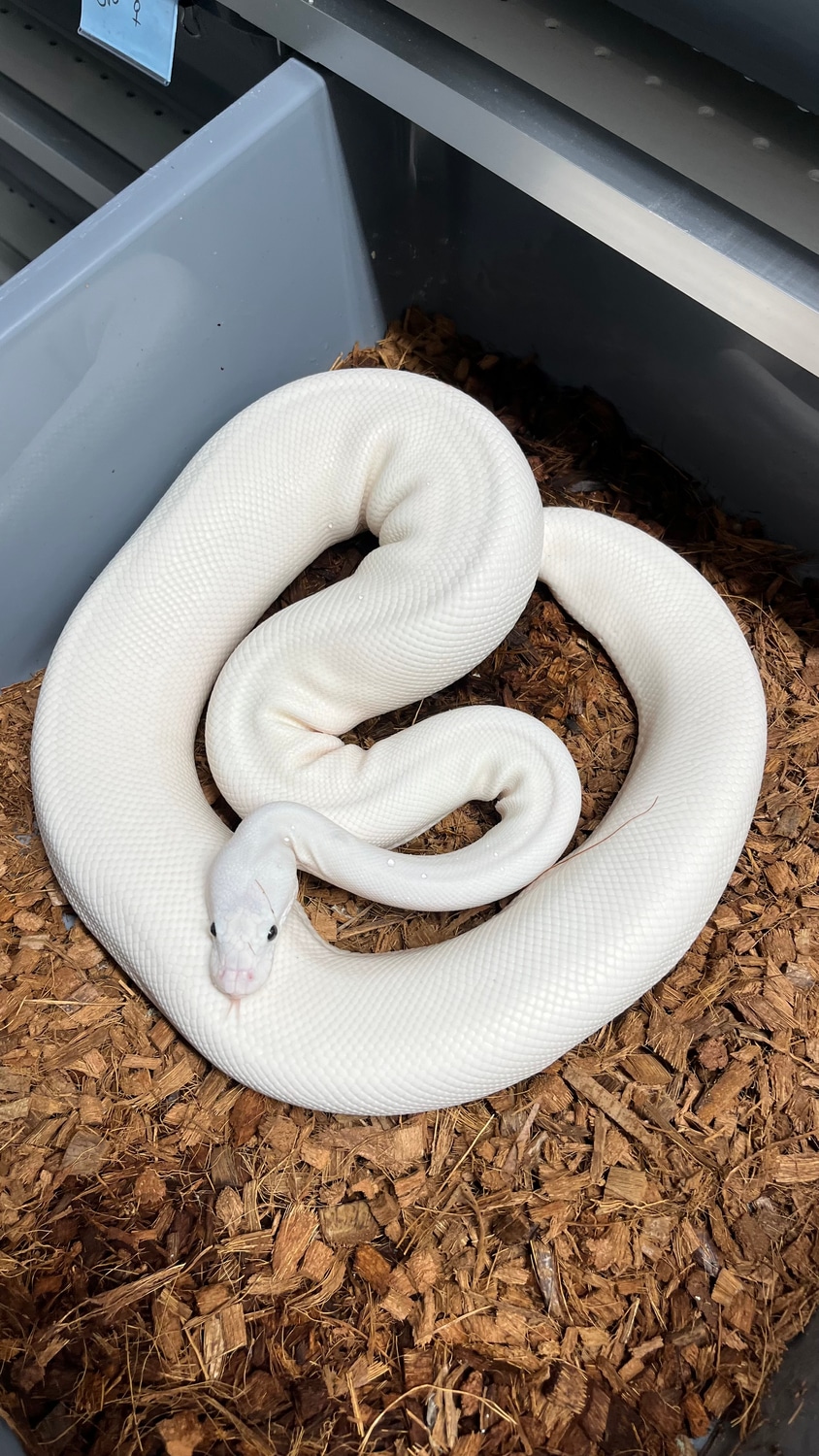 Leopard Pastel Fire Ivory Ball Python by Kas Reptiles - MorphMarket