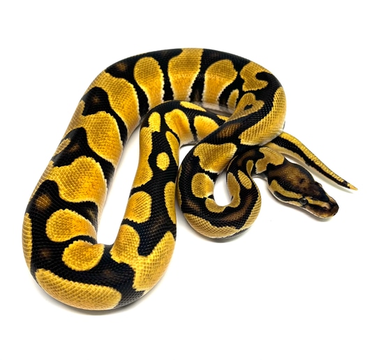 Super Orange Dream 66% Het Hypo Ball Python by Kas Reptiles