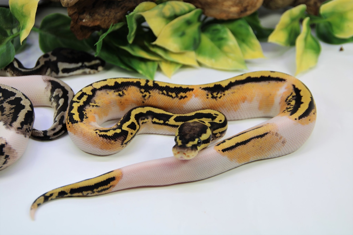 YbPastelPied 100% Het. Axanthic Tsk Ball Python by TSK AxanthicPieds ...