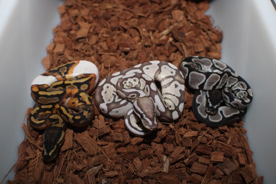 Axanthic Tsk 66% Dh. Ultramel/ Piebald Ball Python by TSK AxanthicPieds ...