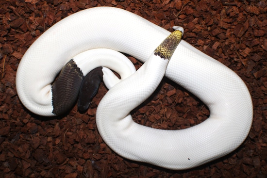 Mojave GHI Piebald Ball Python by TSK AxanthicPieds Germany