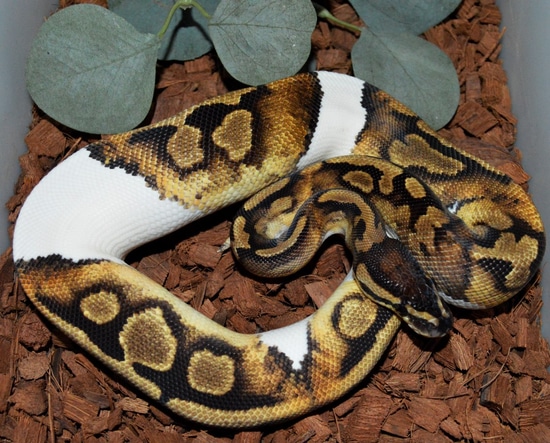 Pied 66% Dh. Axanthic Tsk/ Ultramel Ball Python by TSK AxanthicPieds ...
