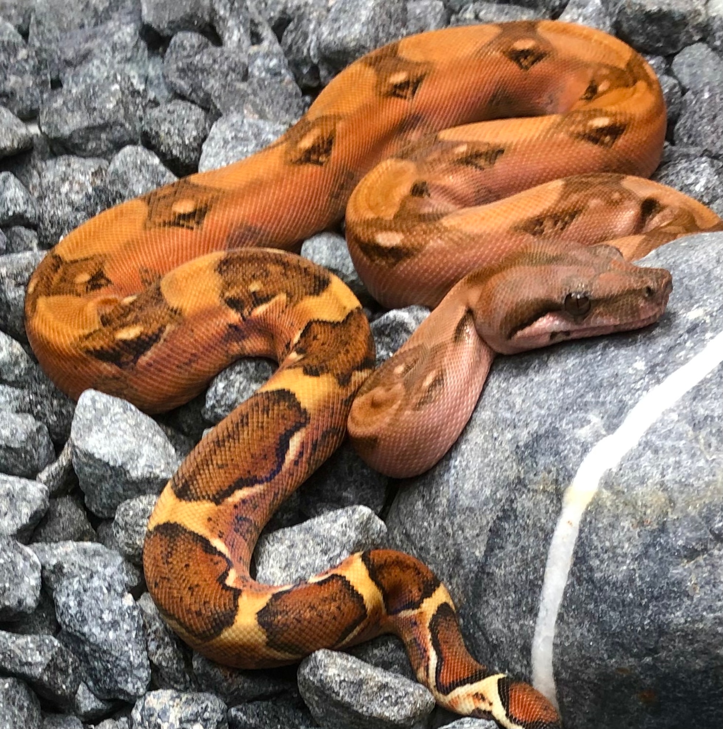 Blood 100%het Purple Sharp Albino Boa Constrictor by Sebbastian Falke ...