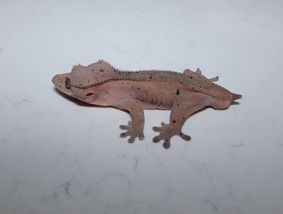 Red Confetti Crested Gecko by Emerald Geckos