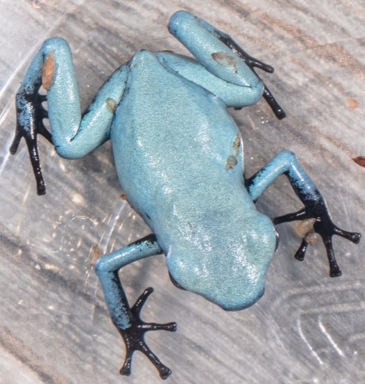 Adelphobates Galactonotus Blue Splashback Poison Frog by Pick Your ...