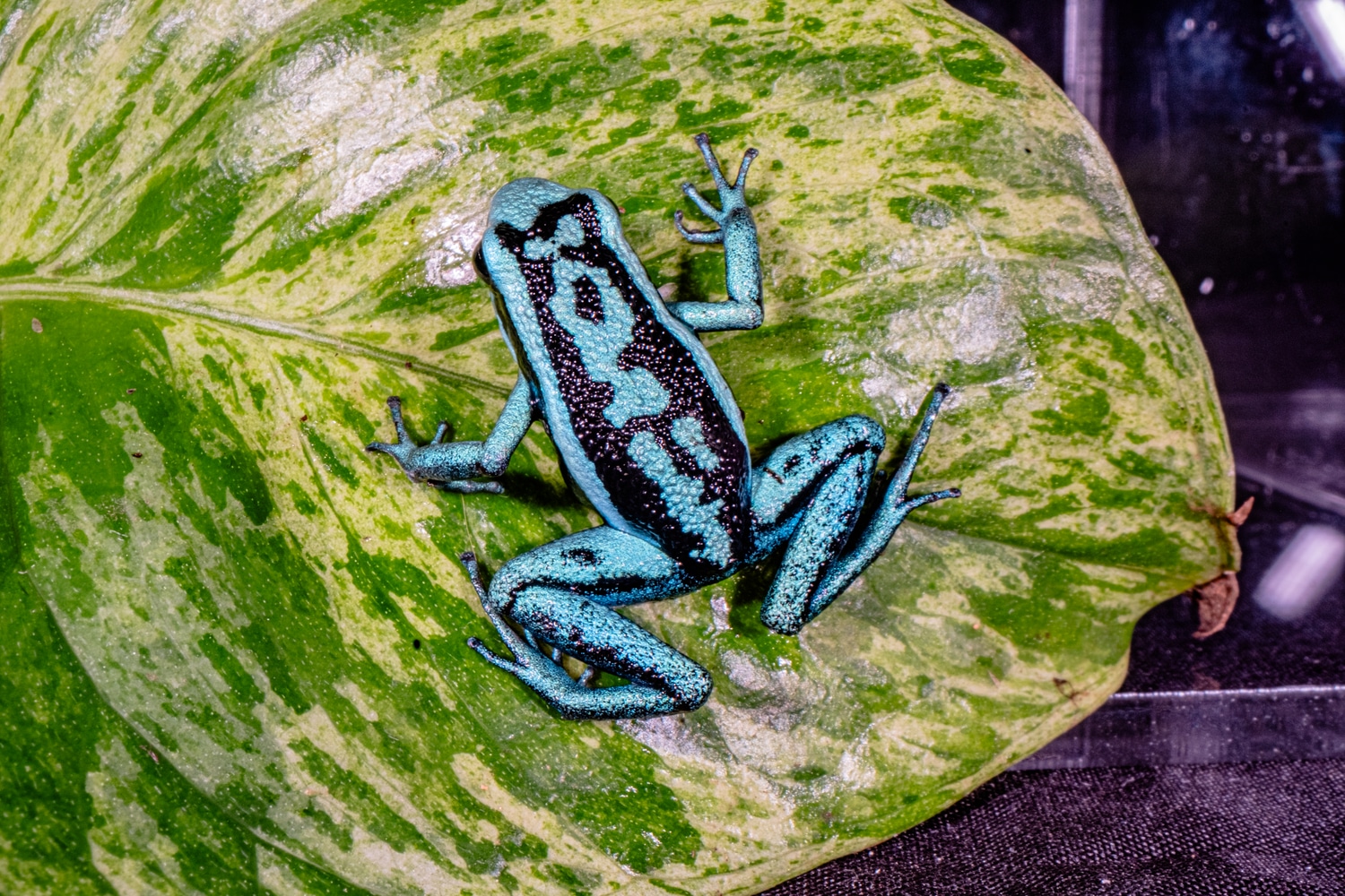 Ameerega Bassleri Sisa (Chrome) Other Dart Frog by Pick Your Poison ...