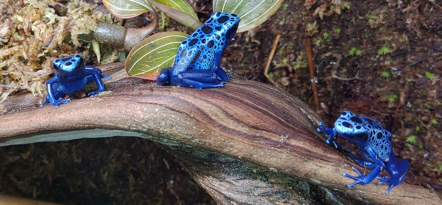 Tinctorius Azureus Dyeing Dart Frog by Pick Your Poison Pets - MorphMarket