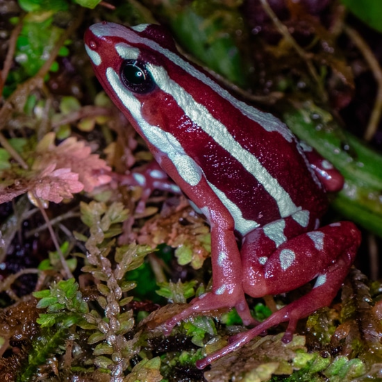 Epipedobates Anthonyi 'Santa Isabel' Phantasmal Poison Frog by Pick ...