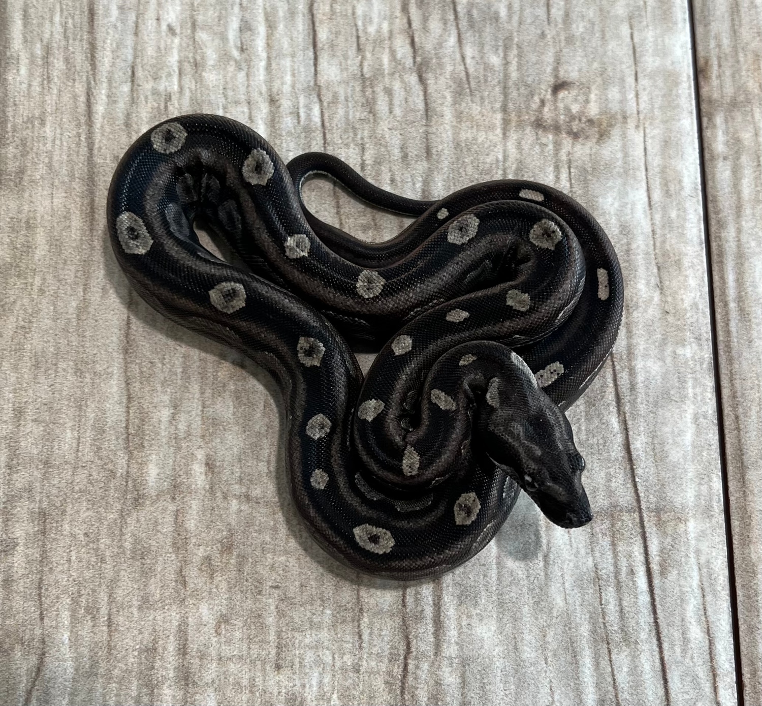IMG BWC Snow Motley Boa Constrictor by Second City Constrictors ...