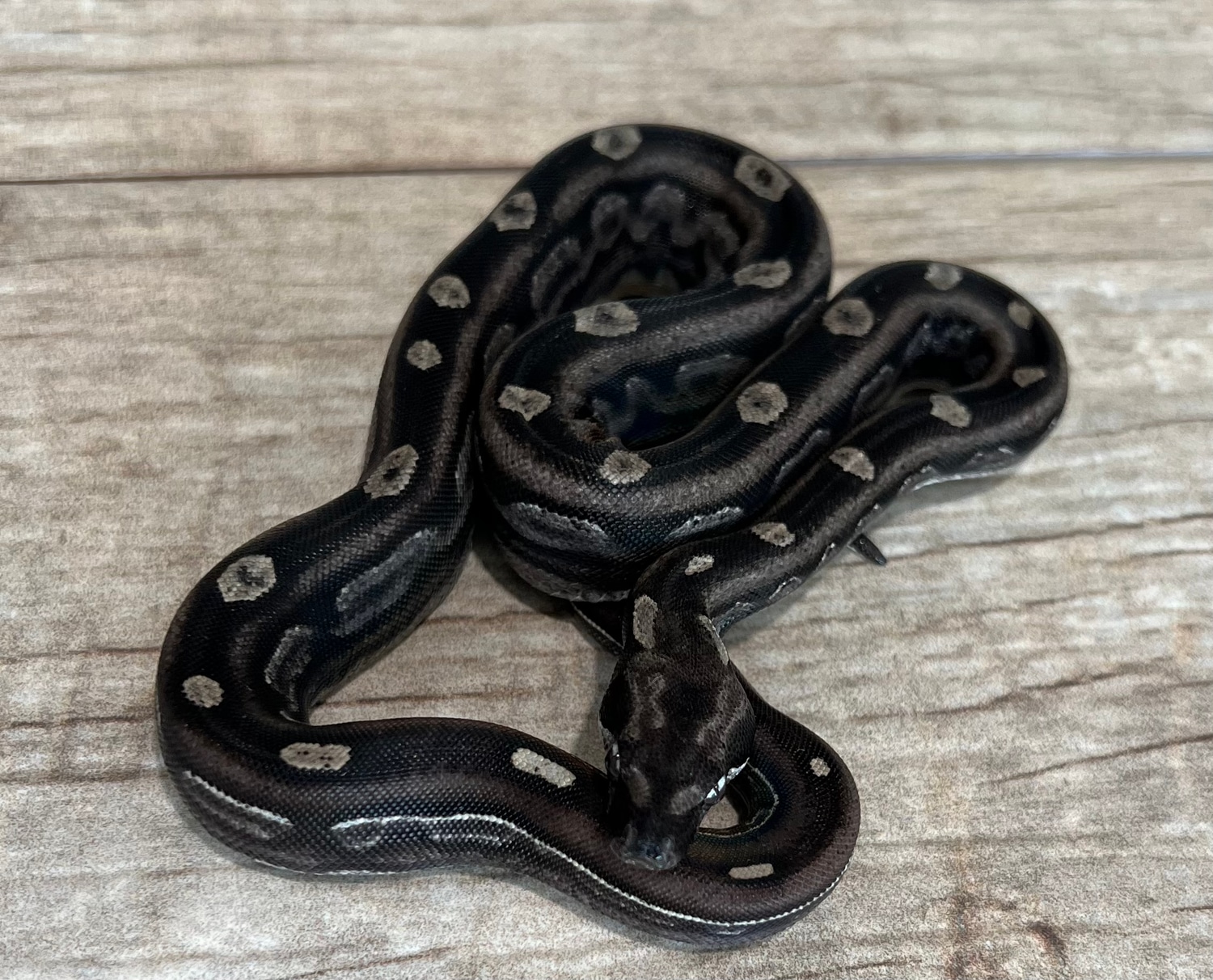 IMG BWC Snow Motley Boa Constrictor by Second City Constrictors ...