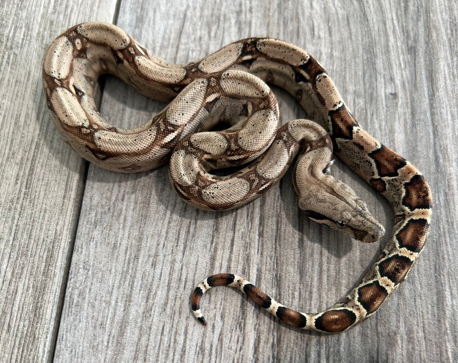 Het Sharp 50% Het Anery Boa Constrictor by Second City Constrictors ...