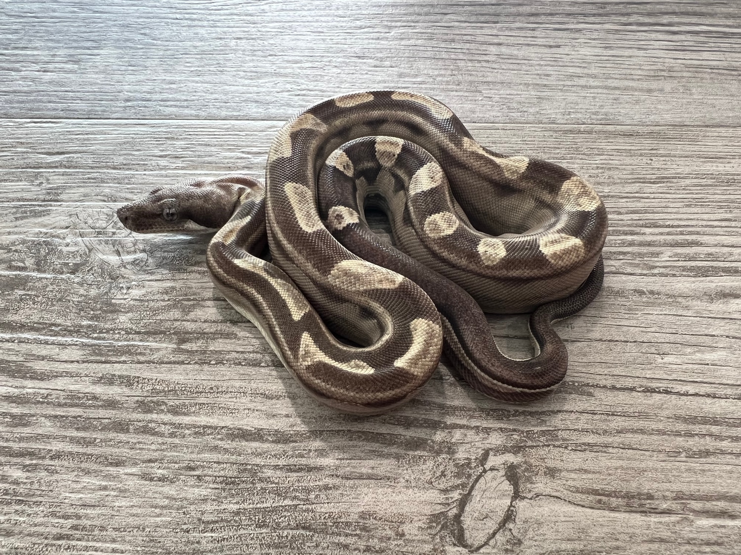 Antarctic Motley Boa Constrictor by Second City Constrictors - MorphMarket